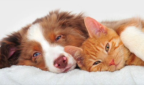 Animo etc St-Constant | Animalerie à Saint-Constant